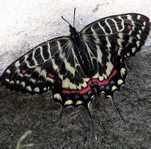 Papilionidae - 페이지 [12] - 세계 백과 사전 지식